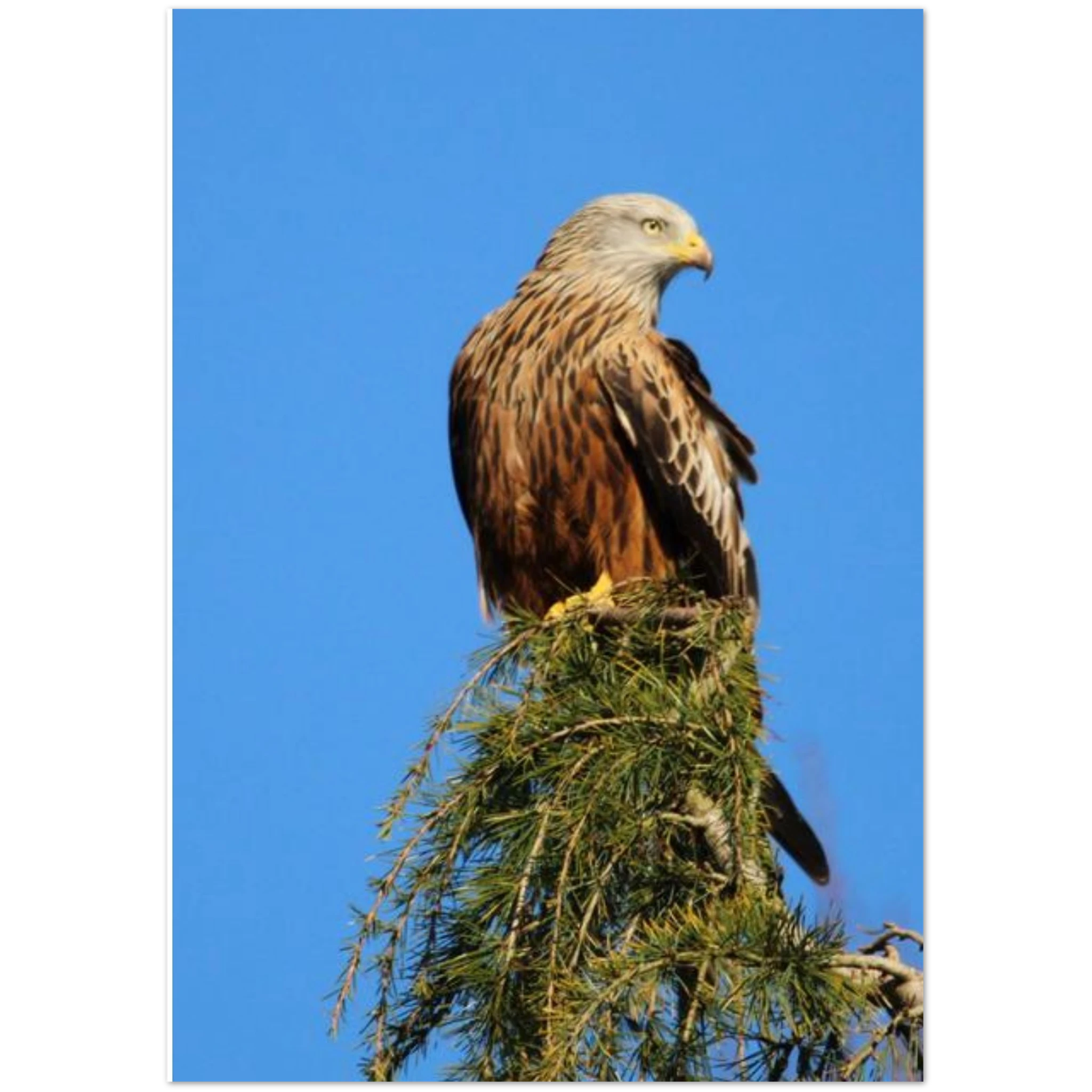 Pack of 10 Greeting Cards featuring a bird of prey – Audas Pictures and ...
