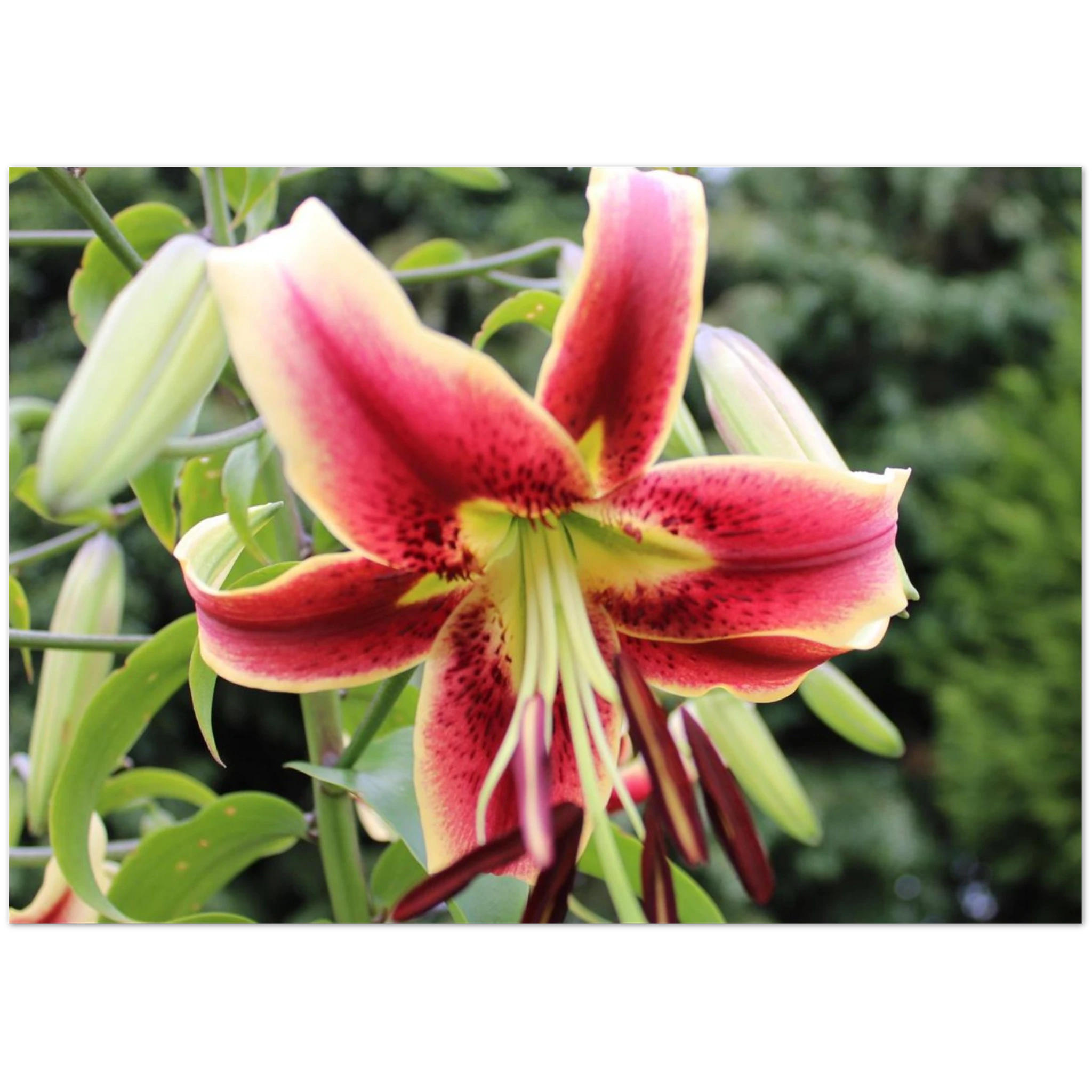 Pack of 10 Greeting Cards featuring a lilly – Audas Pictures and Cards